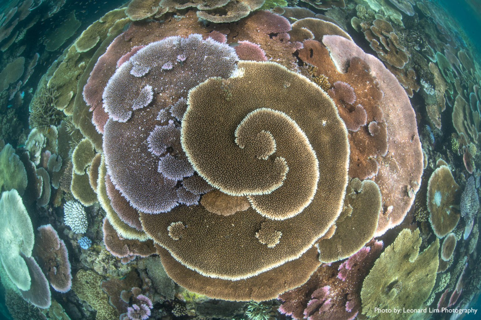 The Great Barrier Reef Is Doing Great; People Should Know - CO2 Coalition