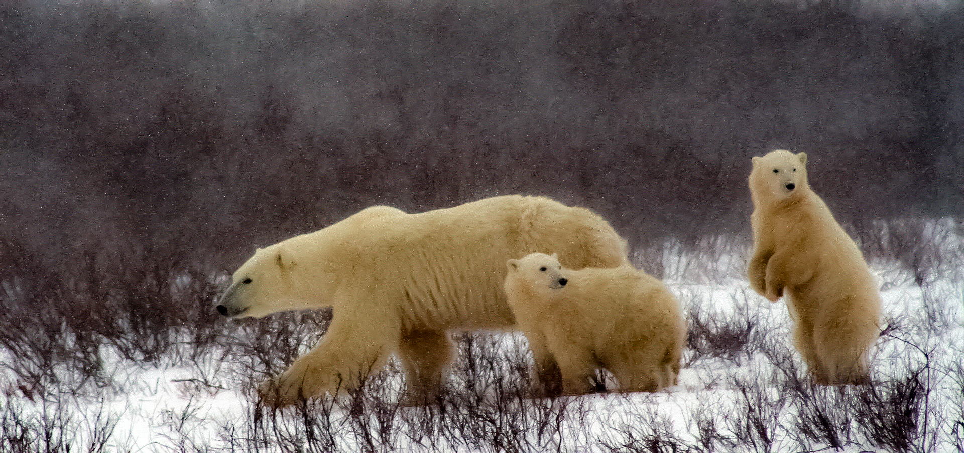 Climate Craze Contributes to Loss of Inuit Freedom - CO2 Coalition